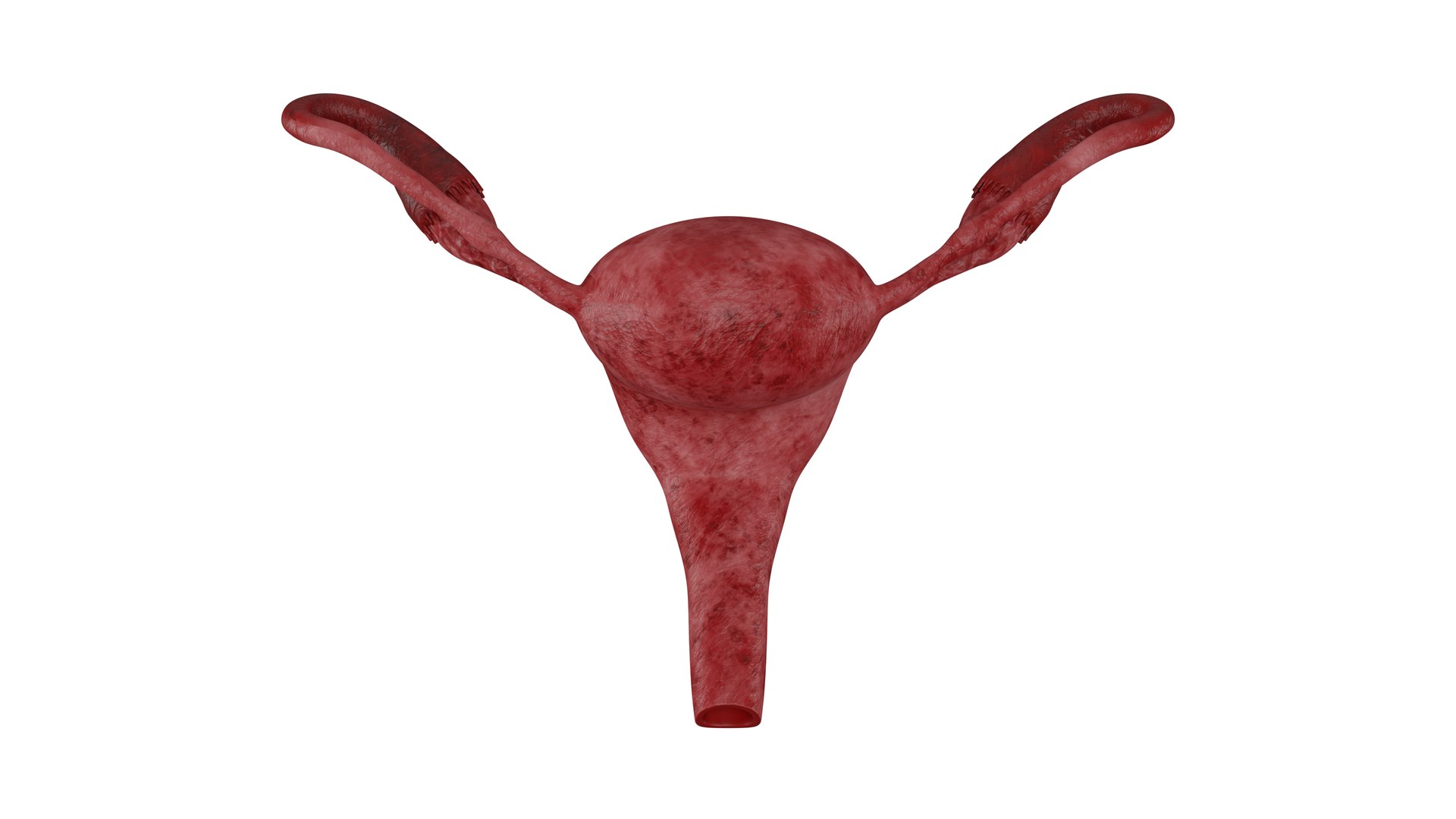 3D Female Reproductive System 3D Model - TurboSquid 2216142