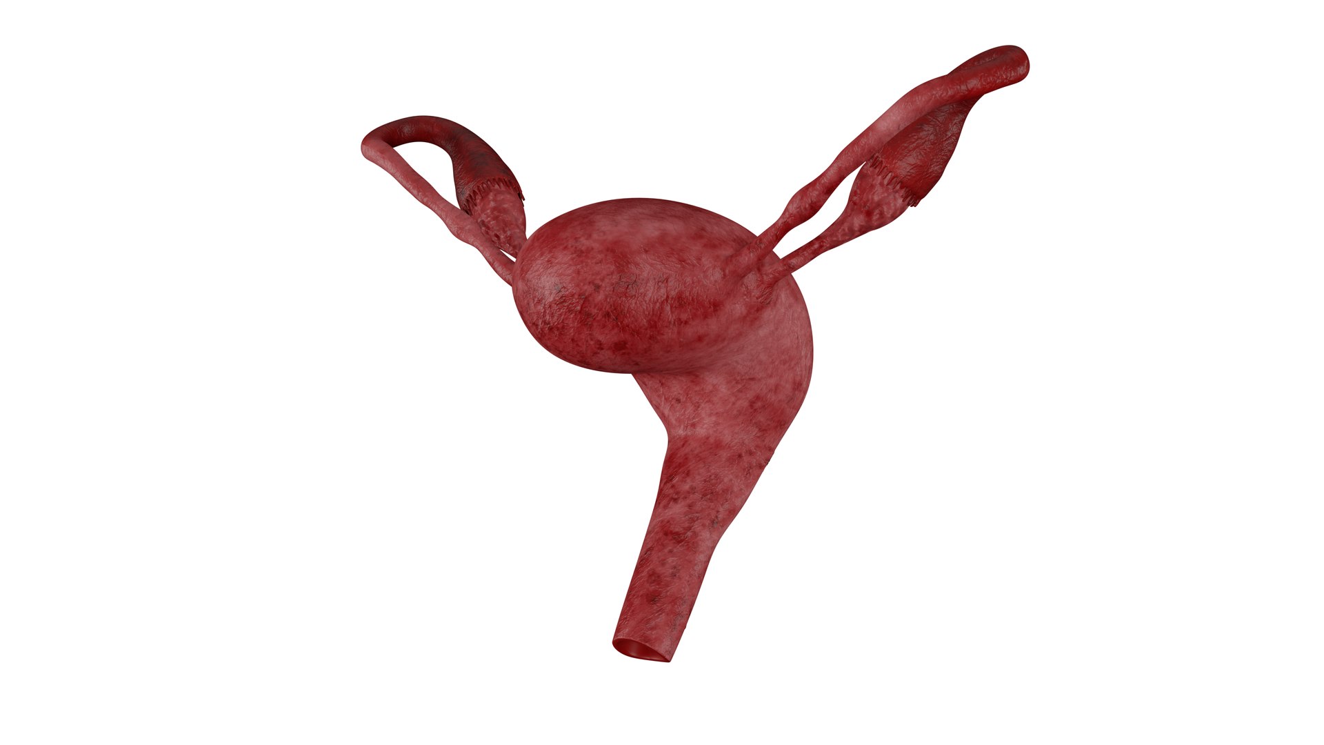3D Female Reproductive System 3D Model - TurboSquid 2216142