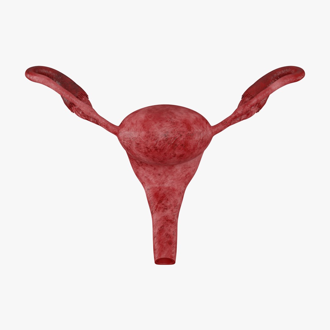 3D Female Reproductive System 3D Model - TurboSquid 2216142