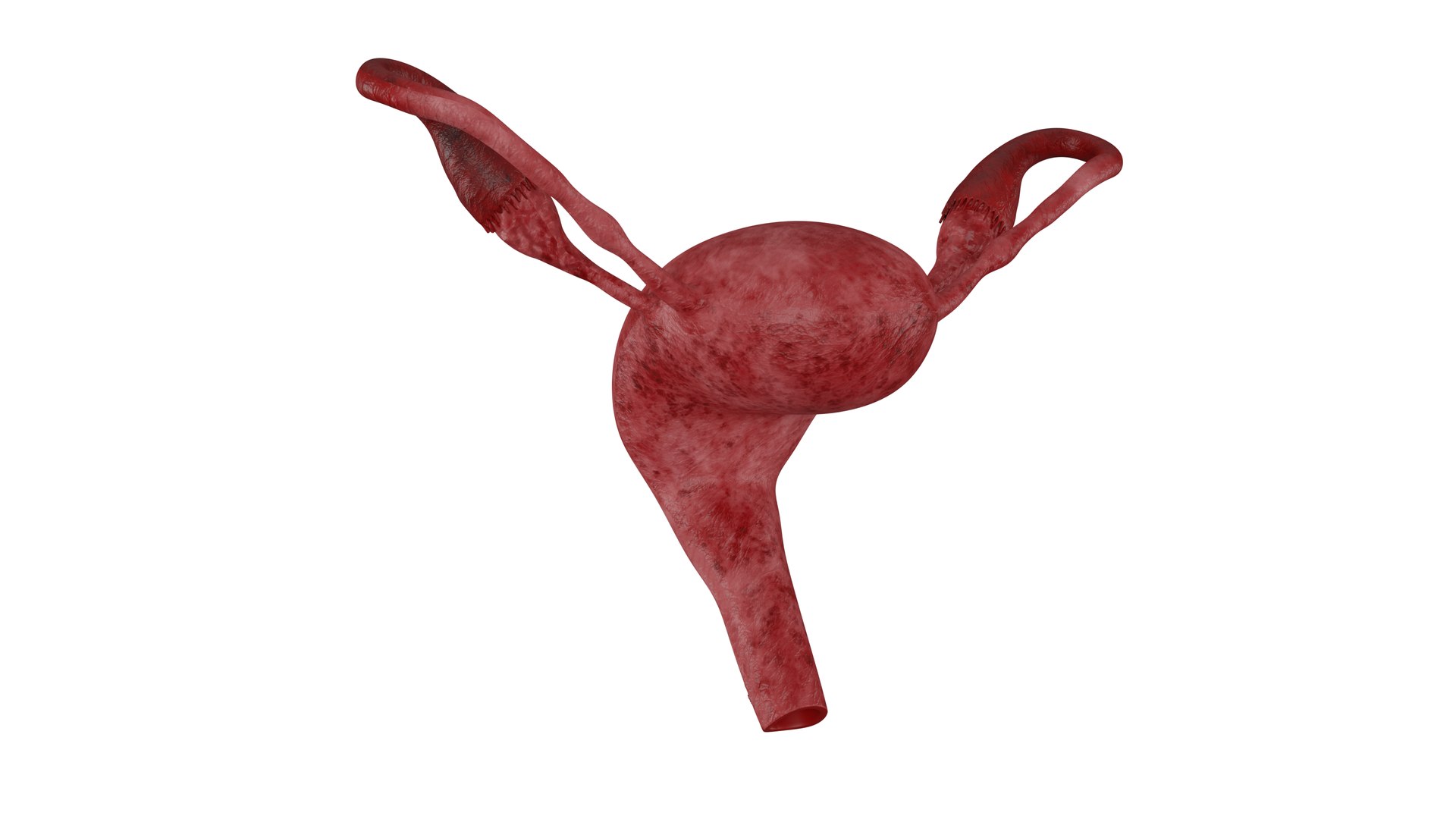 3D Female Reproductive System 3D Model - TurboSquid 2216142