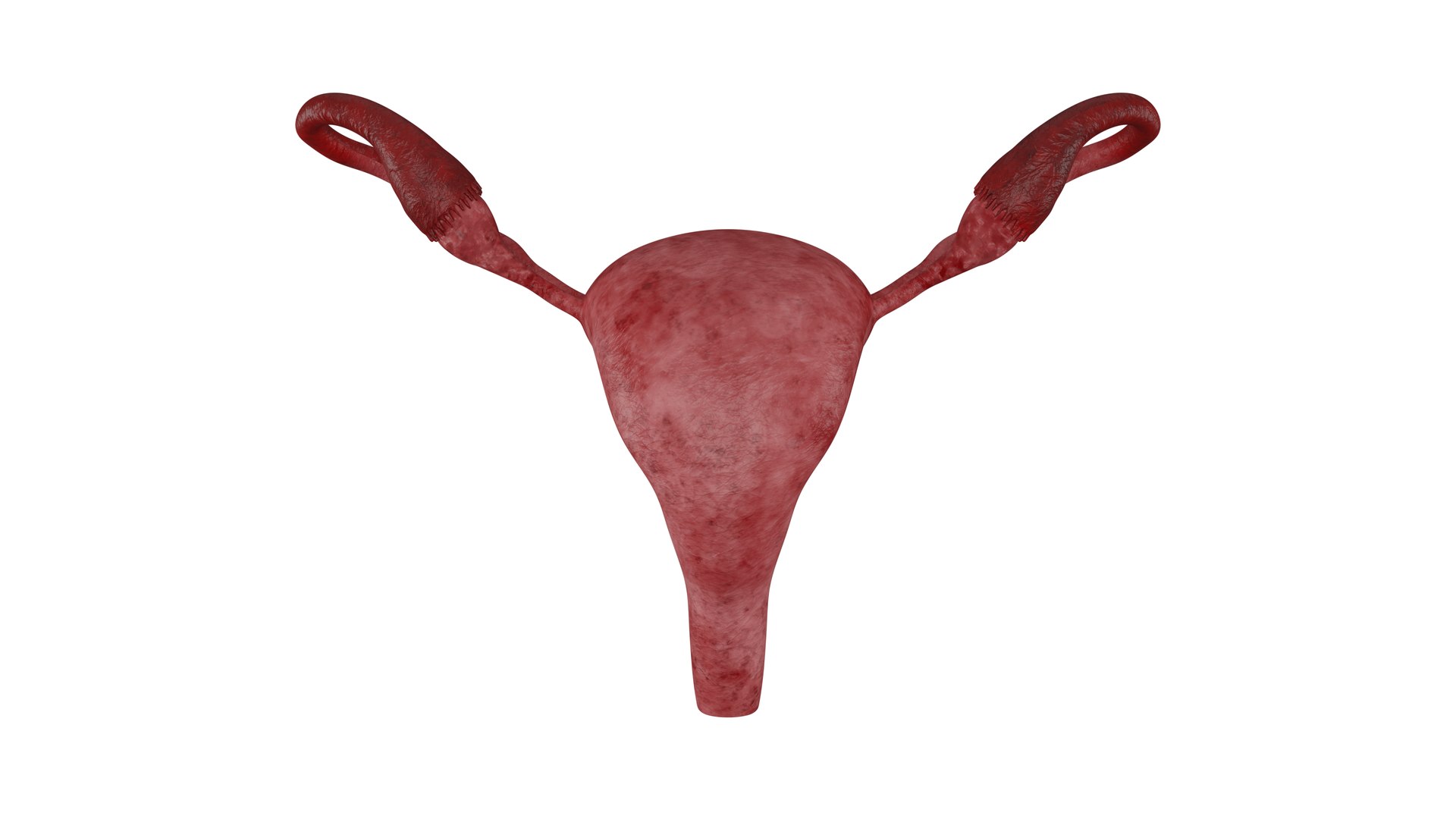 3D Female Reproductive System 3D Model - TurboSquid 2216142