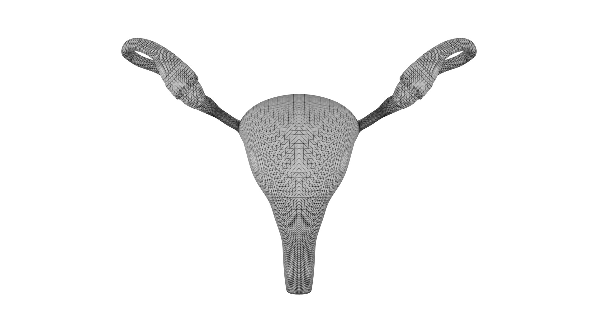 3D Female Reproductive System 3D Model - TurboSquid 2216142
