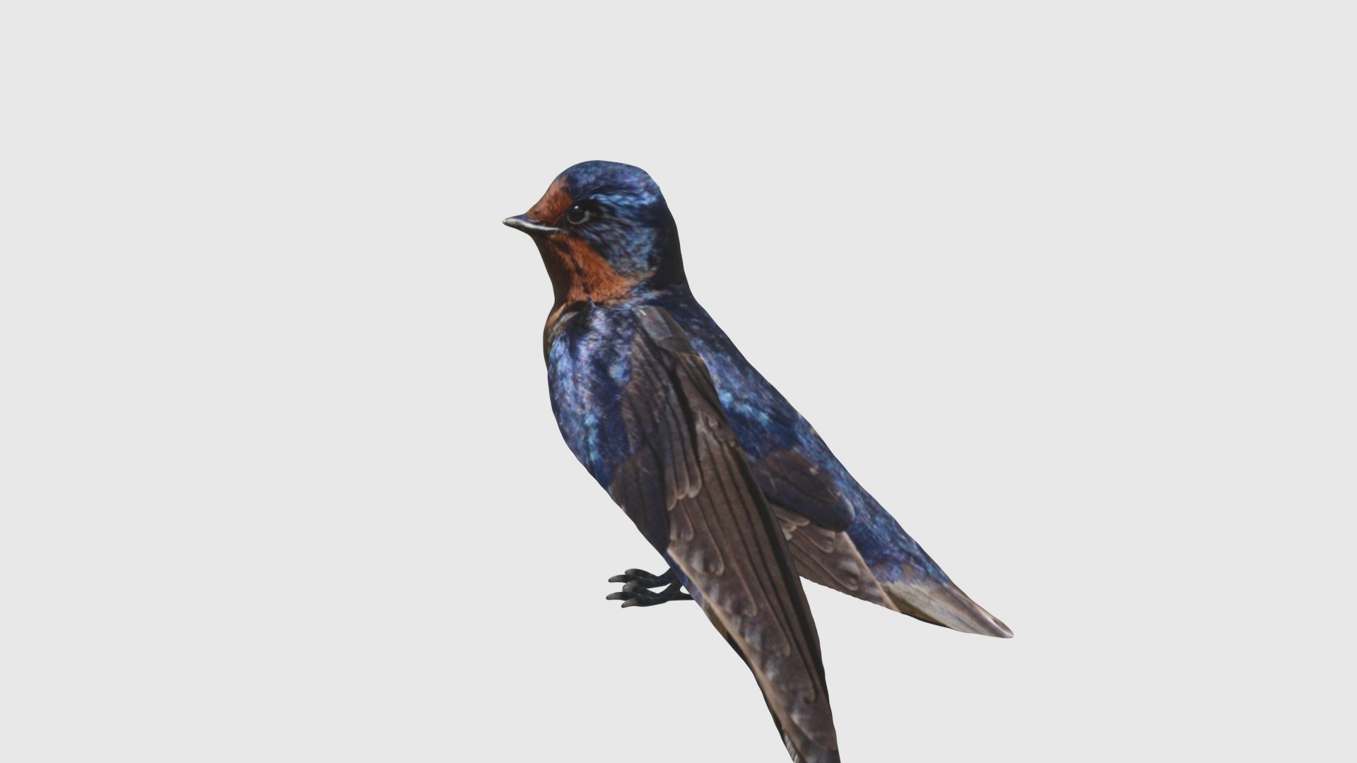 3D Low Poly Swallow Rigged With Realistic Texture model - TurboSquid ...