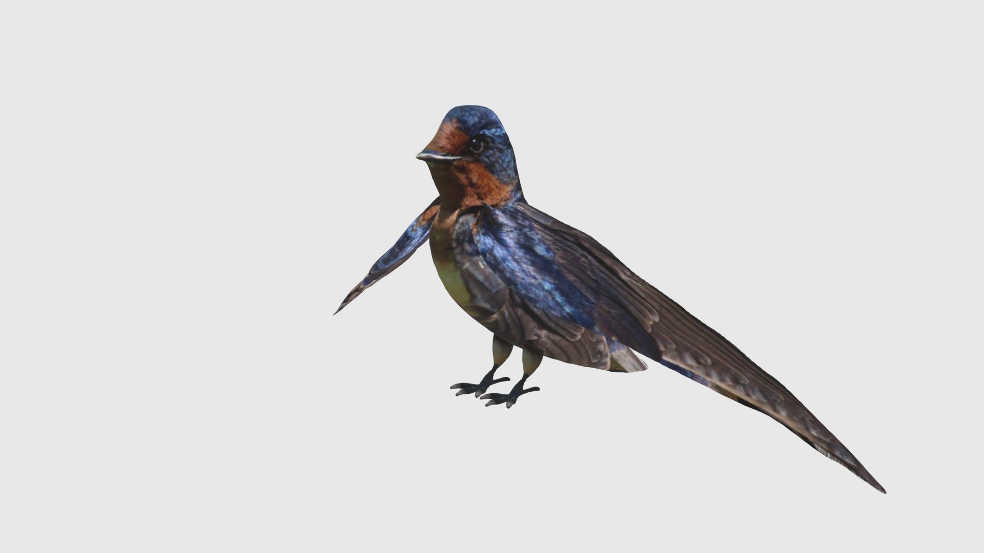 3D Low Poly Swallow Rigged With Realistic Texture model - TurboSquid ...