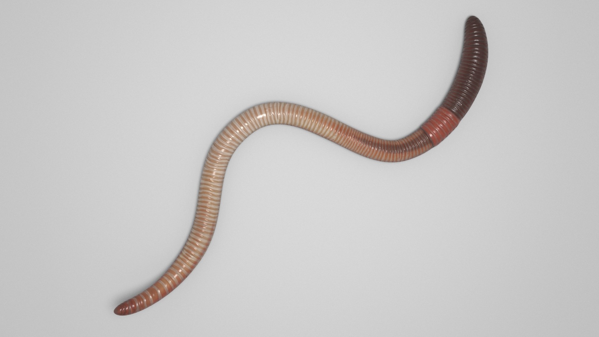 Tigerworm 3D - TurboSquid 1986373