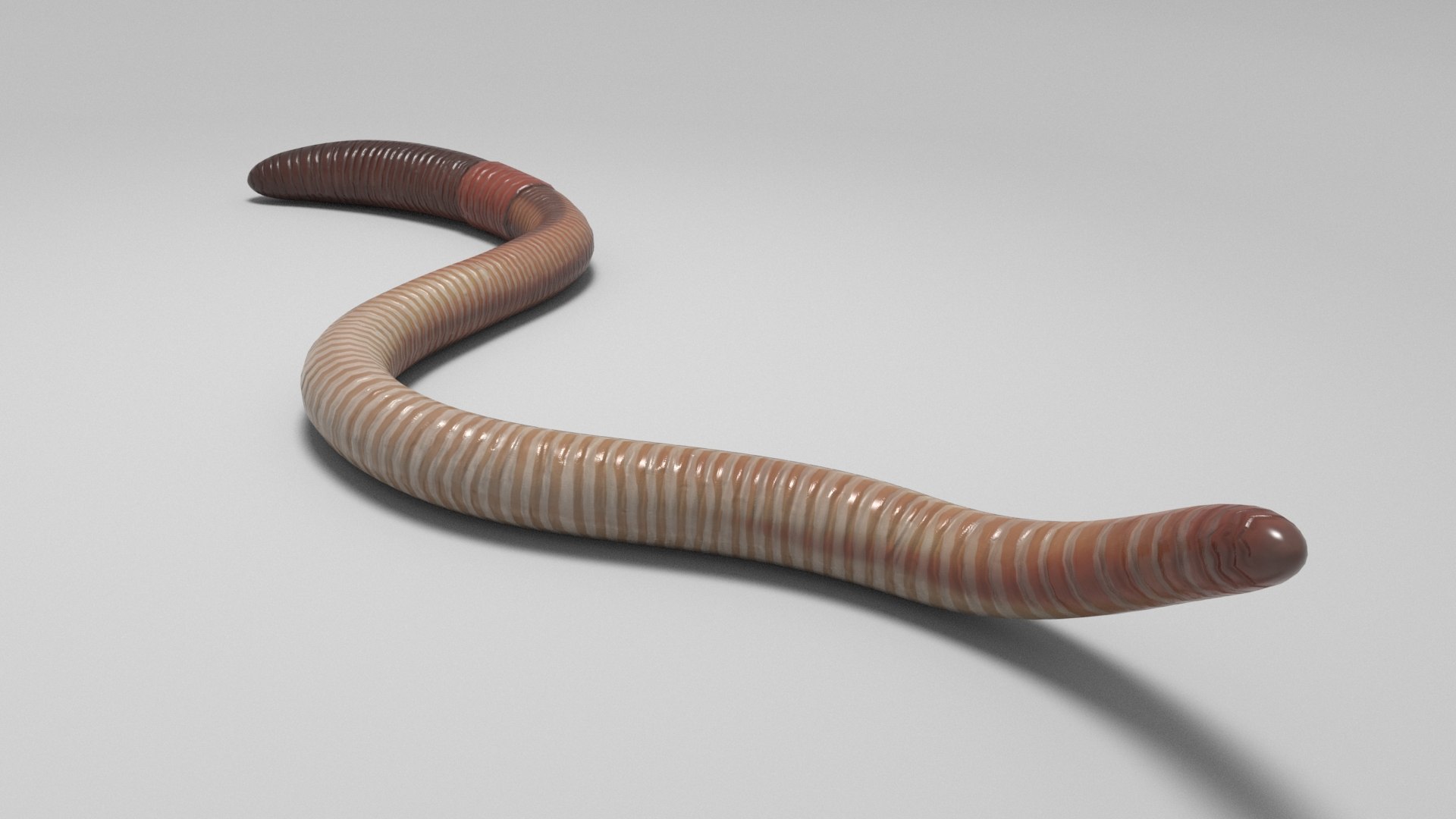 Tigerworm 3D - TurboSquid 1986373