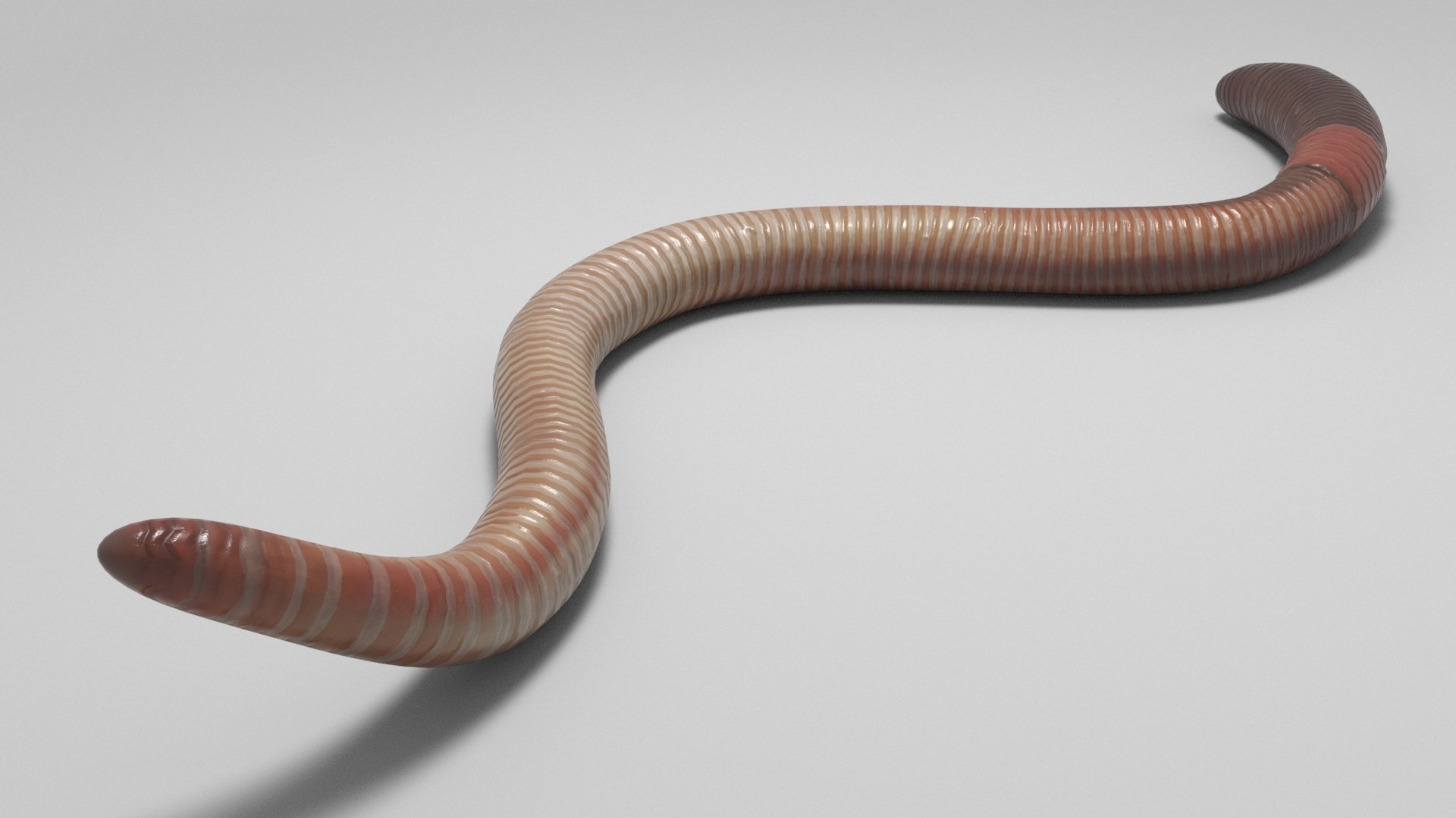 Tigerworm 3D - TurboSquid 1986373