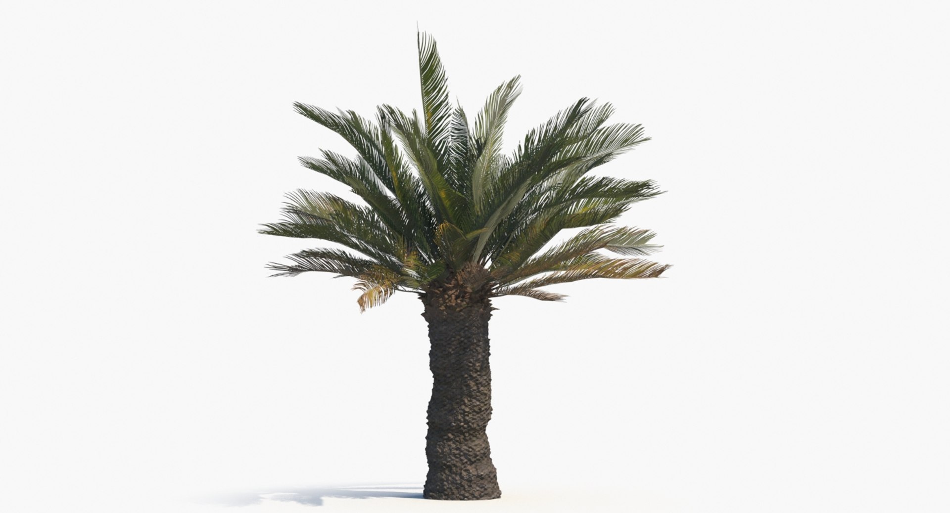 3D Tree Cycad Brood Boom Model - TurboSquid 1387092
