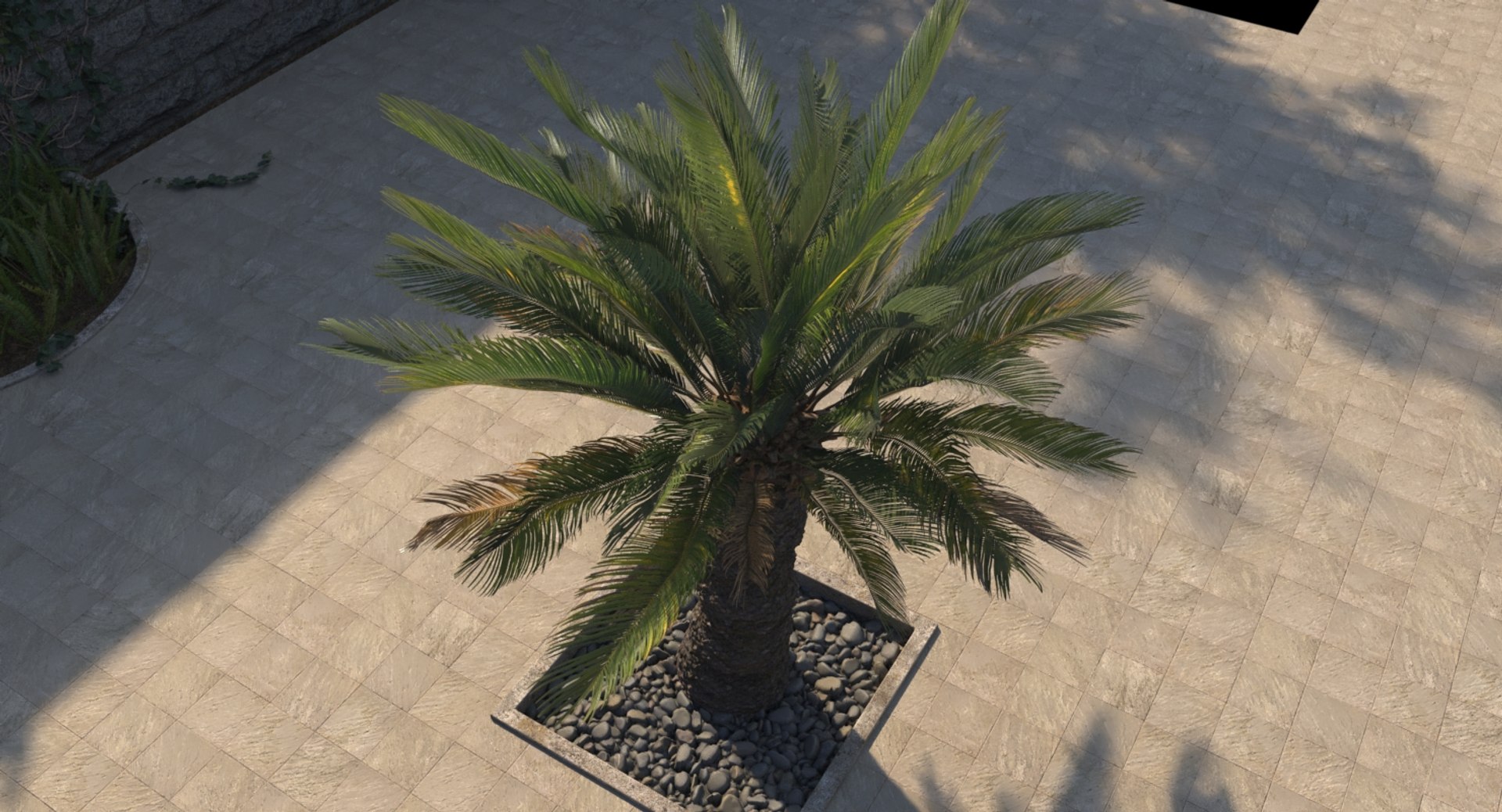 3D Tree Cycad Brood Boom Model - TurboSquid 1387092