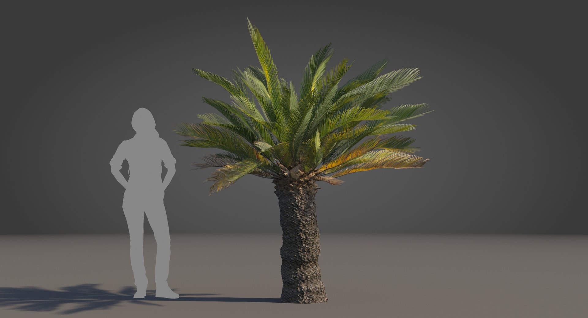 3D Tree Cycad Brood Boom Model - TurboSquid 1387092