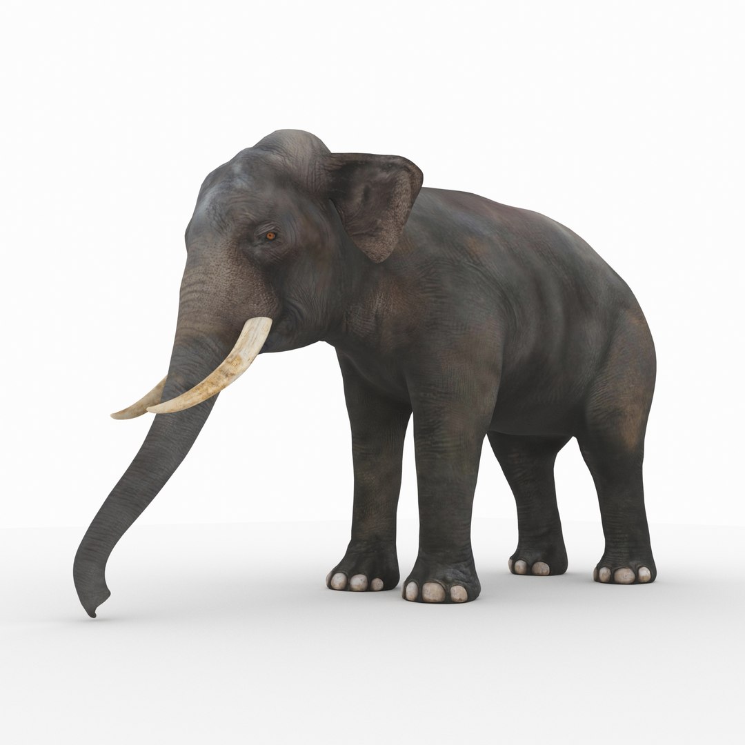 Photorealistic elephant 2 3D - TurboSquid 1446730