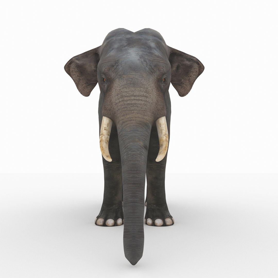Photorealistic elephant 2 3D - TurboSquid 1446730