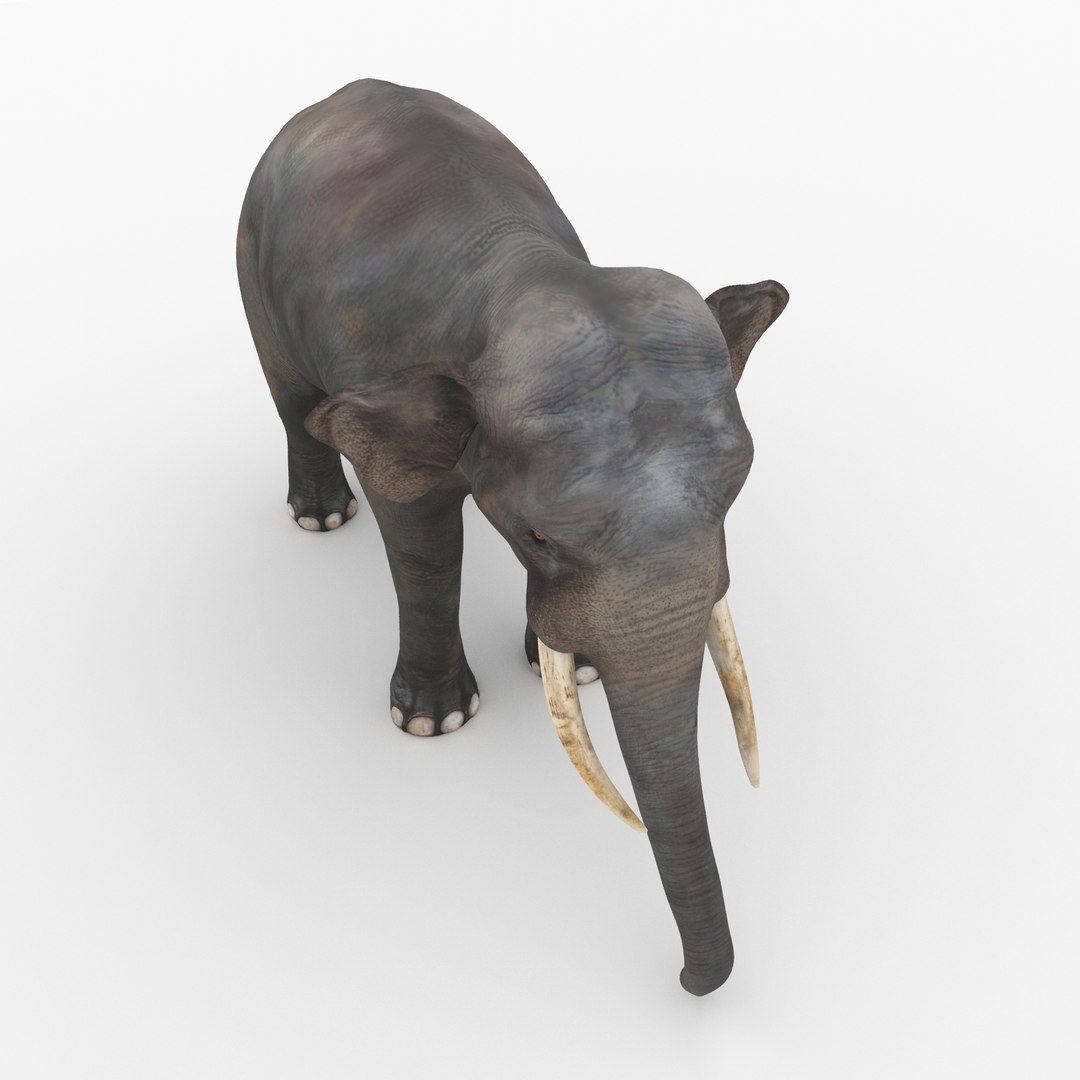 Photorealistic elephant 2 3D - TurboSquid 1446730
