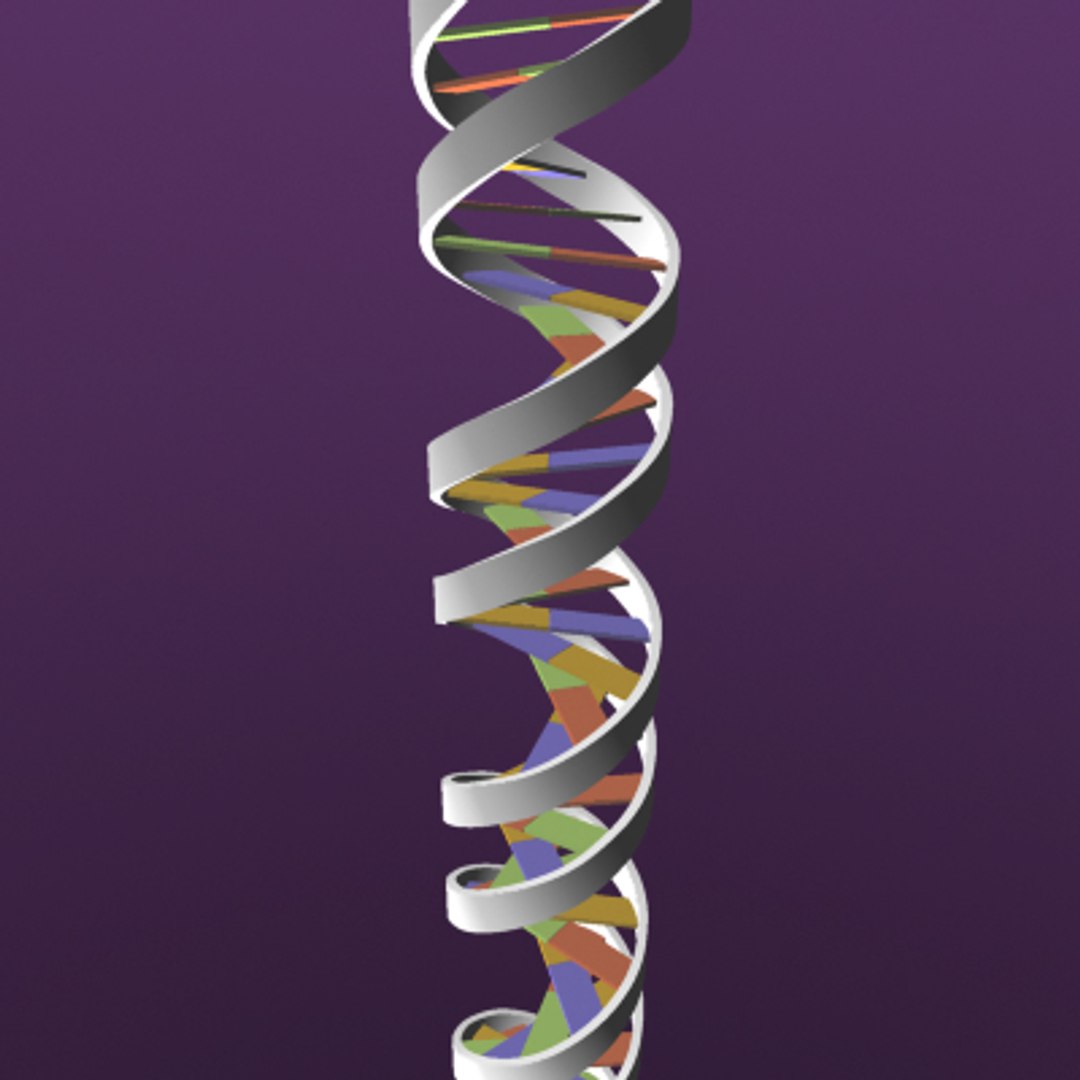 3d Dna Base Model
