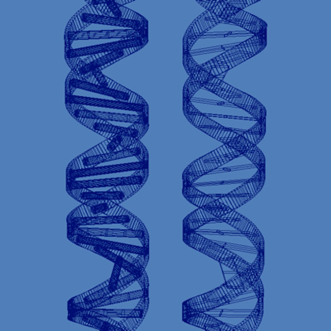 3d Dna Base Model