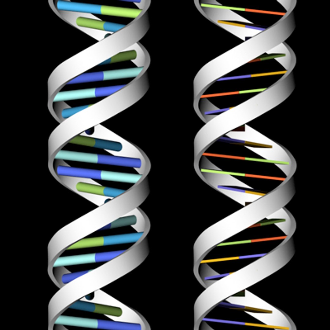 3d Dna Base Model
