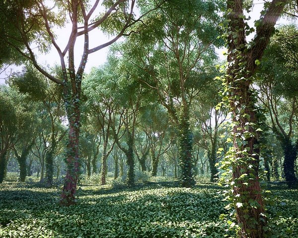 modelo 3d Árbol de hoja caduca 4 piezas - TurboSquid 1978933