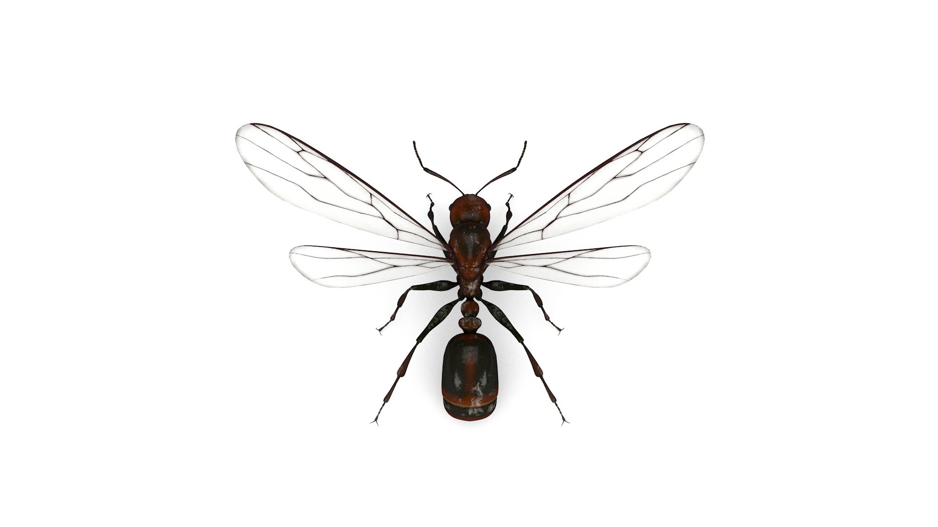Ant Model - TurboSquid 2401842
