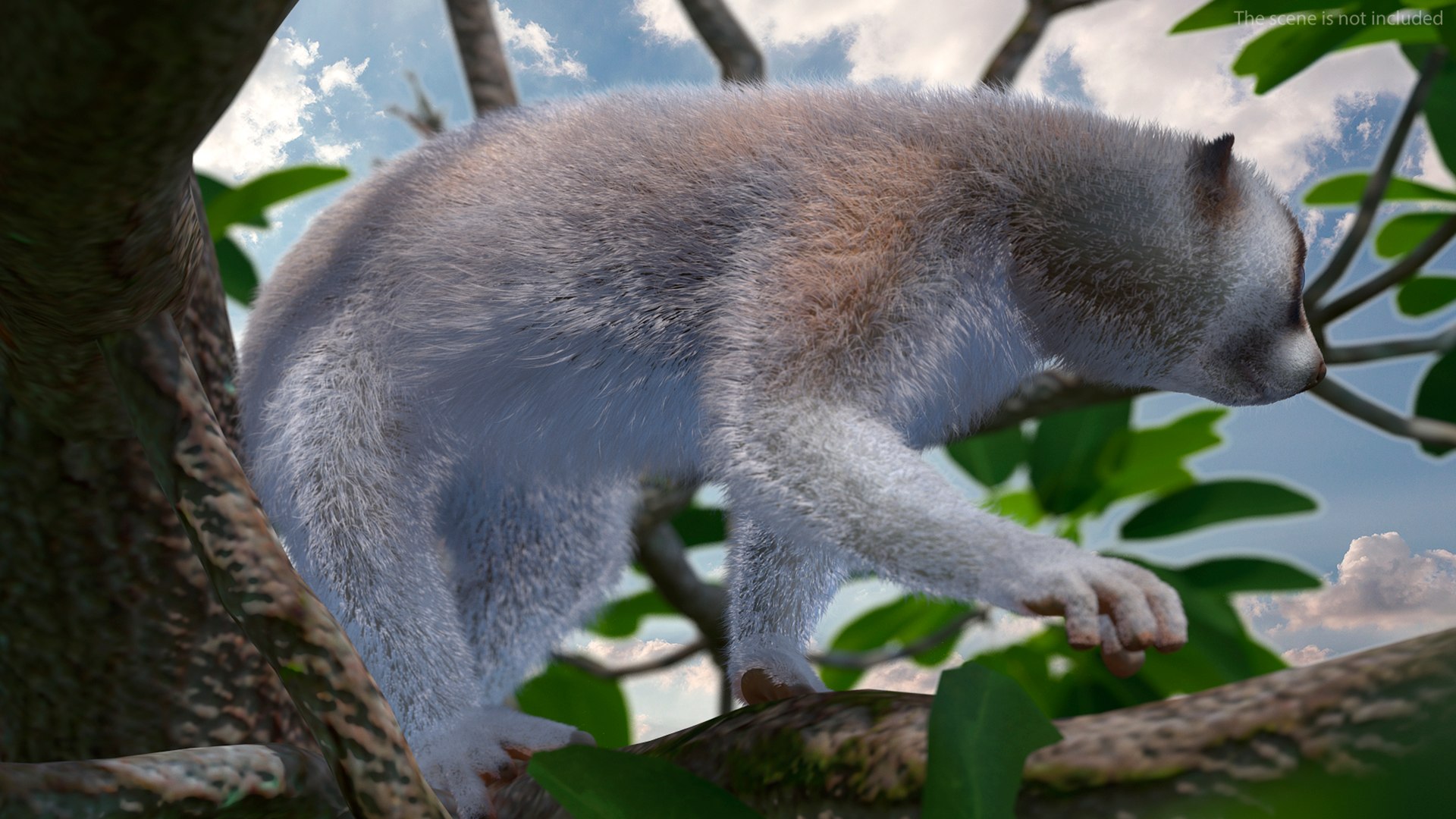3D Model Philippine Slow Loris Fur - TurboSquid 2144585