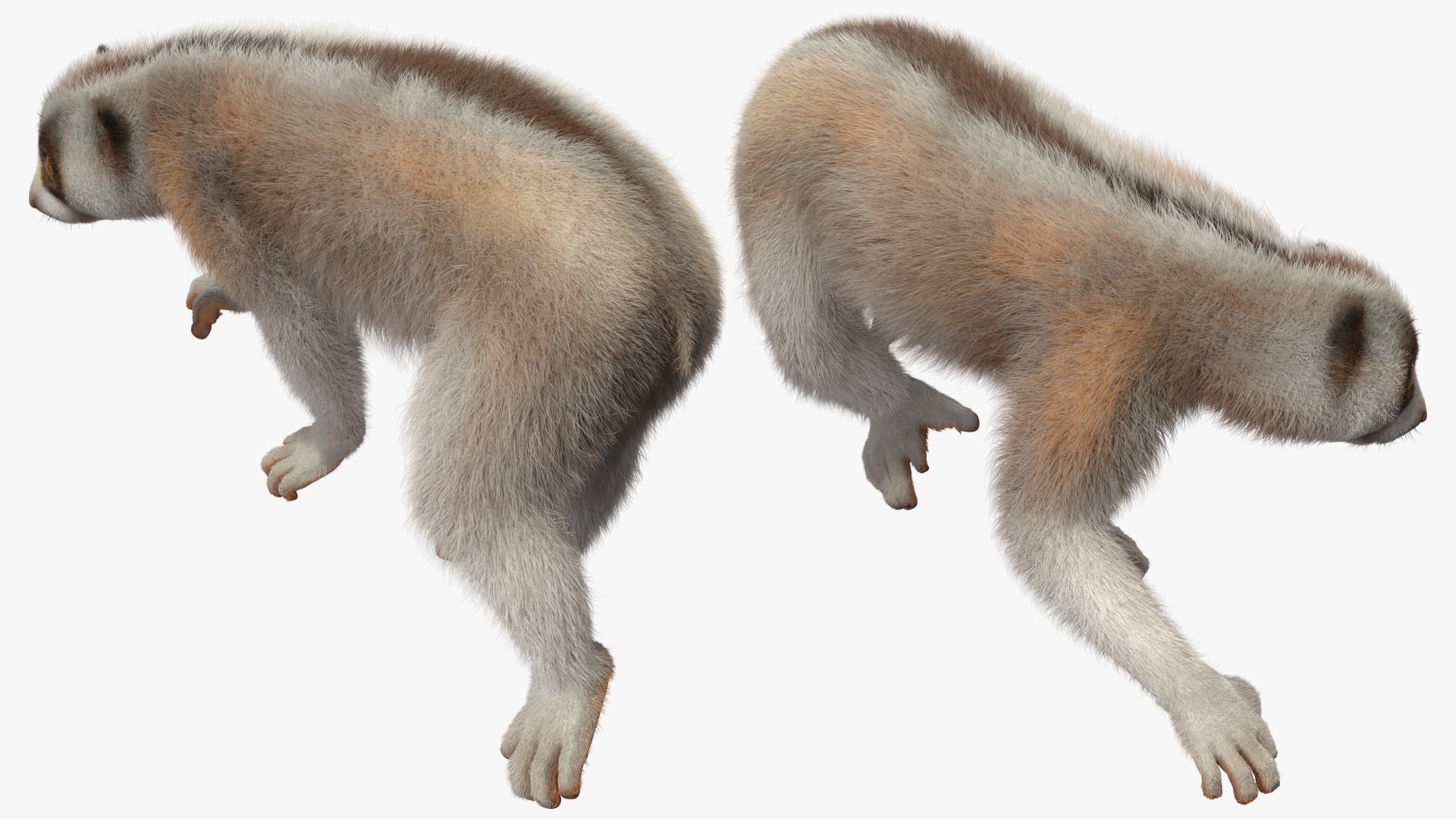 3D Model Philippine Slow Loris Fur - TurboSquid 2144585