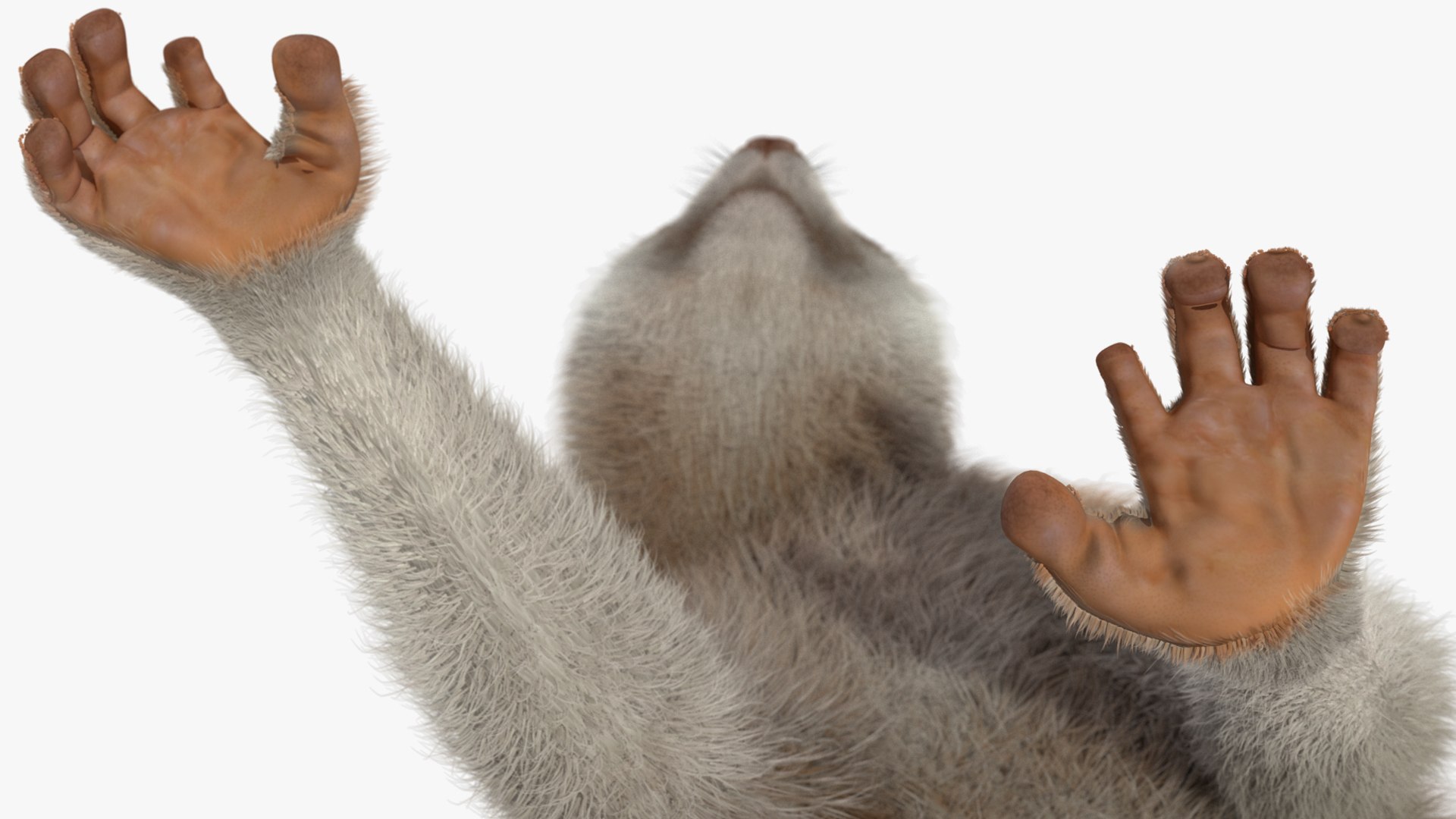 3D Model Philippine Slow Loris Fur - TurboSquid 2144585