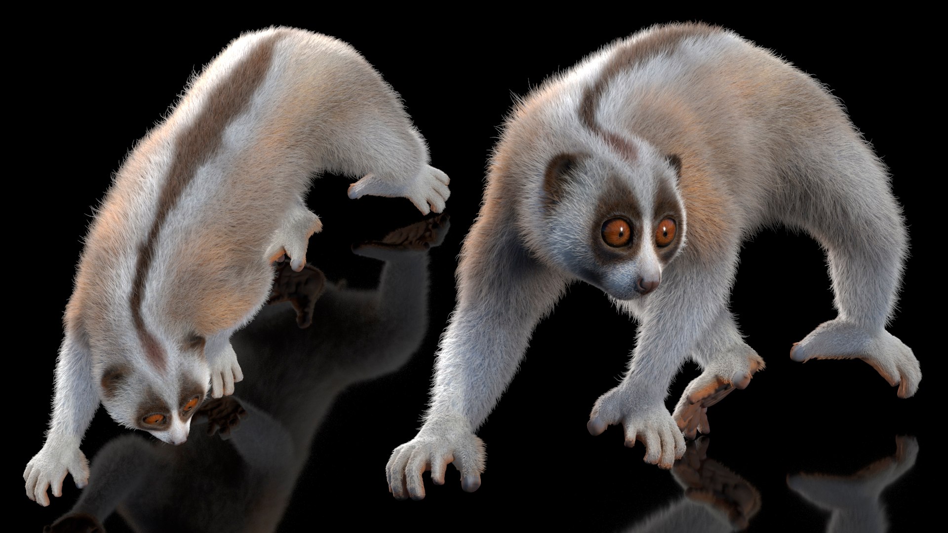 3D Model Philippine Slow Loris Fur - TurboSquid 2144585