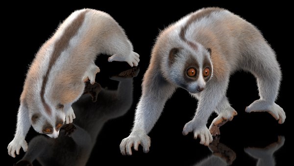 modelo 3d Piel de loris lento filipino - TurboSquid 2144585