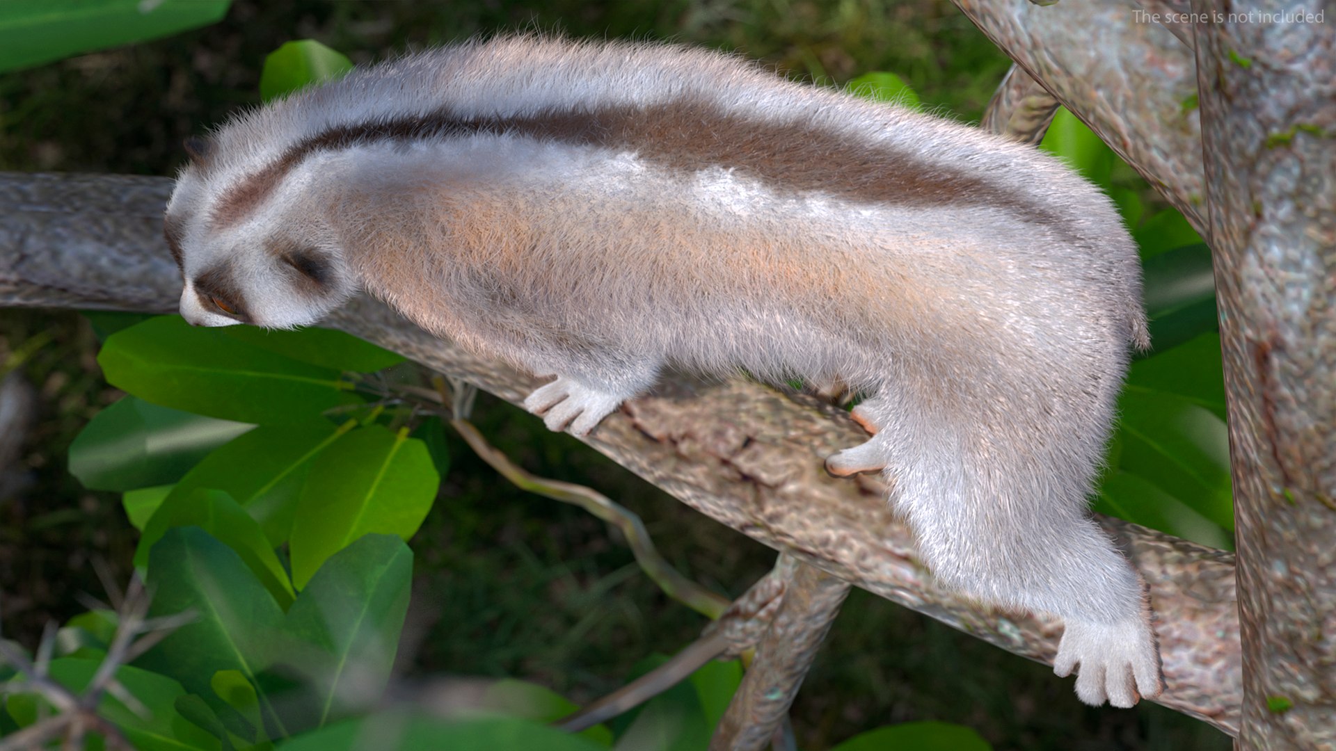 3D Model Philippine Slow Loris Fur - TurboSquid 2144585