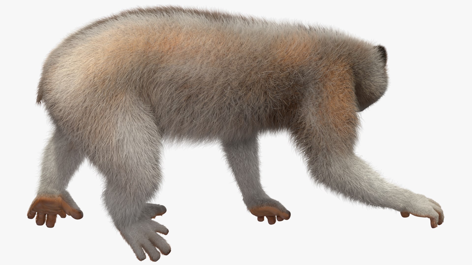 3D Model Philippine Slow Loris Fur - TurboSquid 2144585