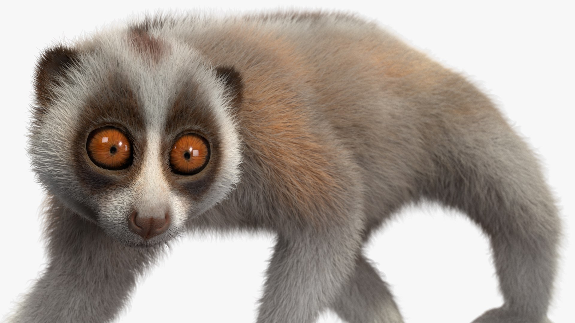 3D Model Philippine Slow Loris Fur - TurboSquid 2144585