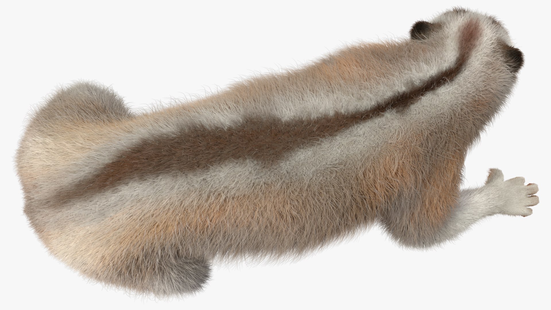 3D Model Philippine Slow Loris Fur - TurboSquid 2144585