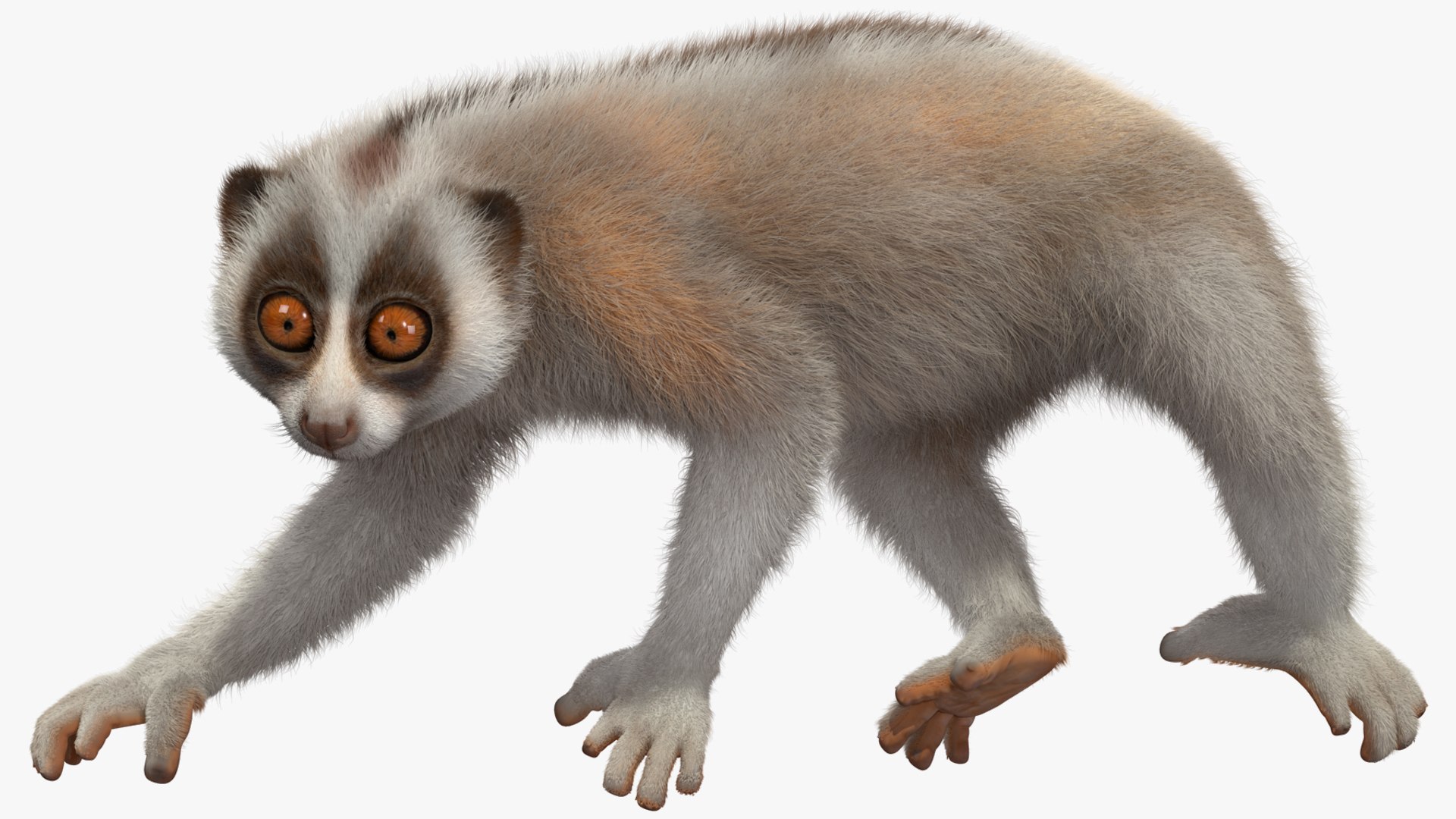 3D Model Philippine Slow Loris Fur - TurboSquid 2144585