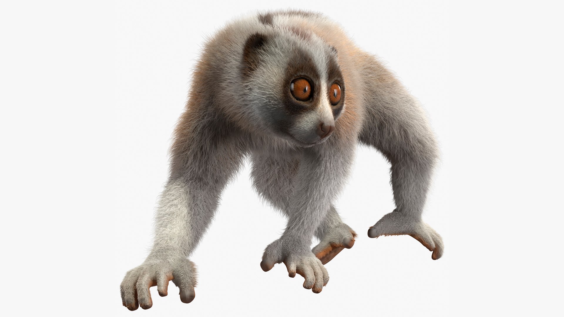 3D Model Philippine Slow Loris Fur - TurboSquid 2144585