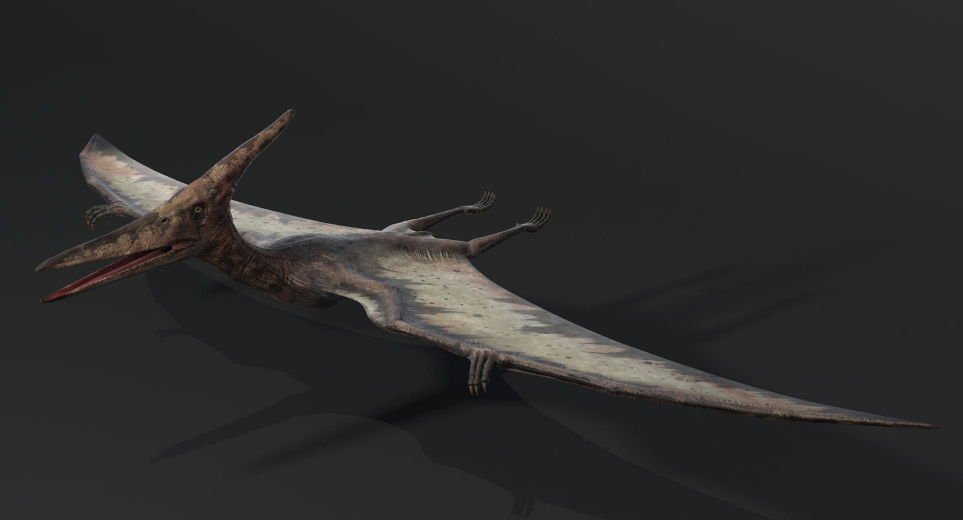 3d Pteranodon Zbrush Model