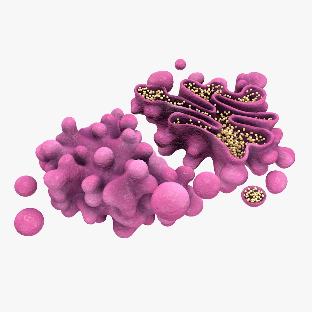 3d Model Golgi Apparatus