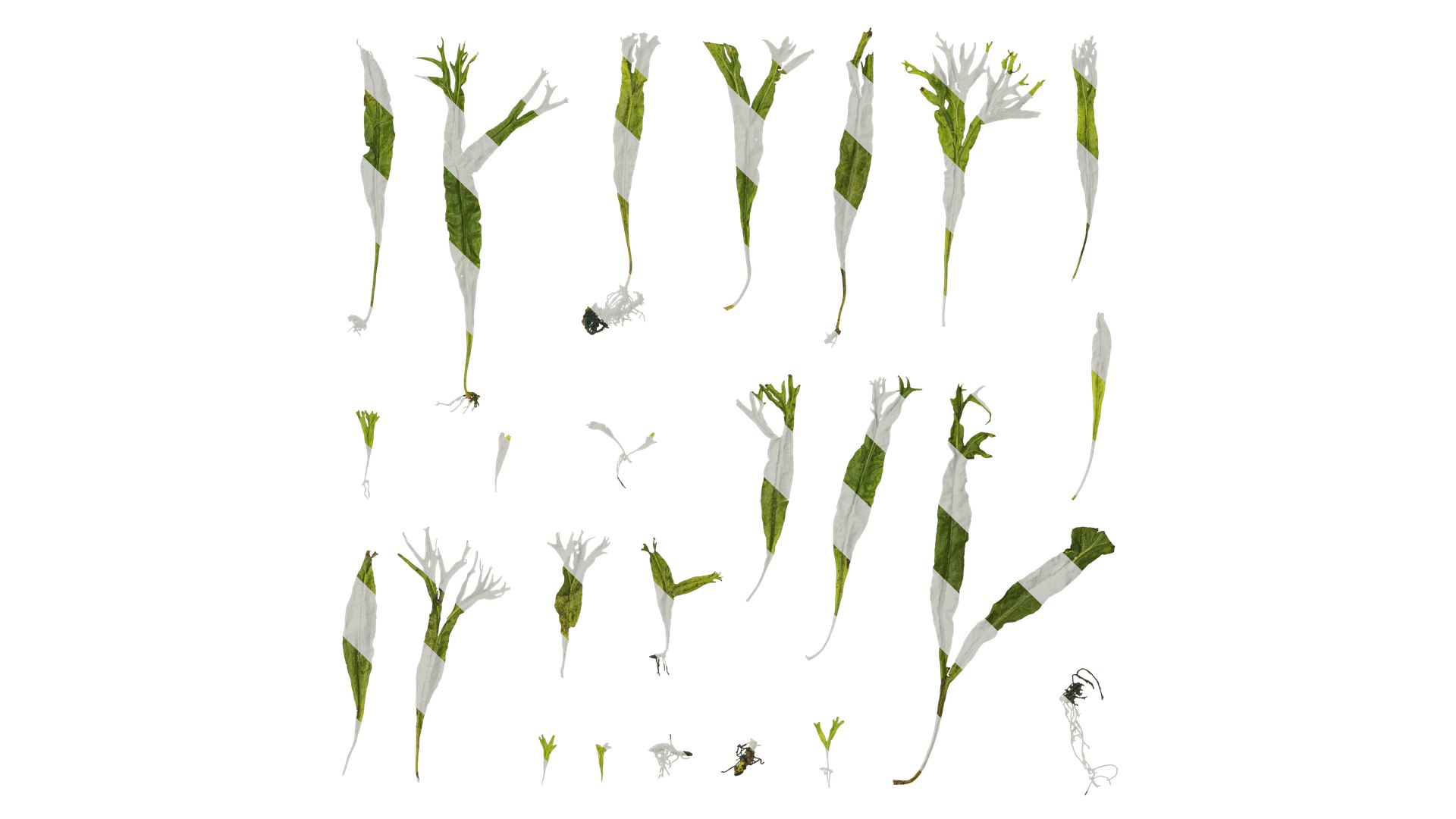 Anydrafts Microsorum Pteropus Windelov Leaf 01 Textures 3D Model ...