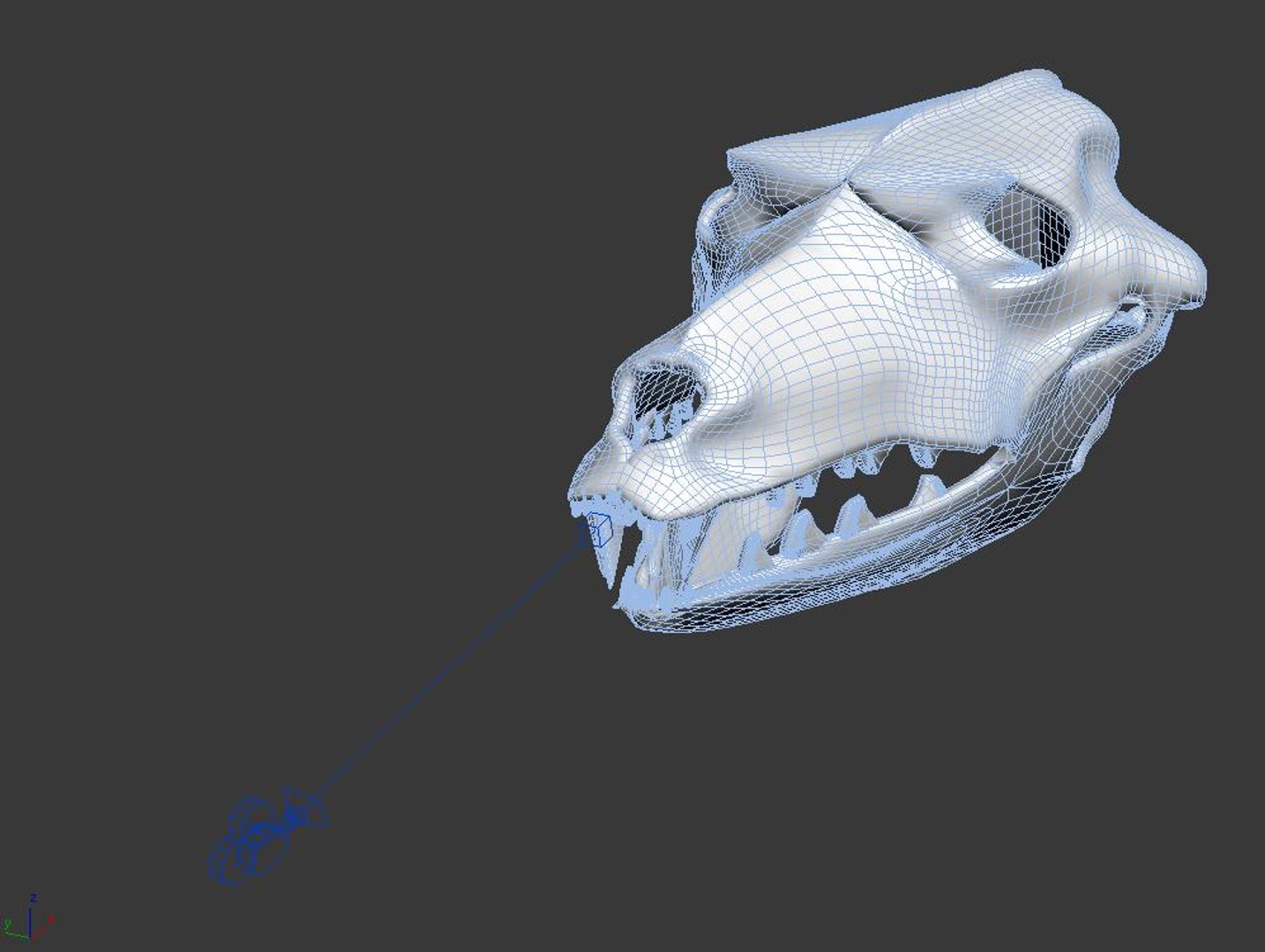3d Wolf Head Skeleton