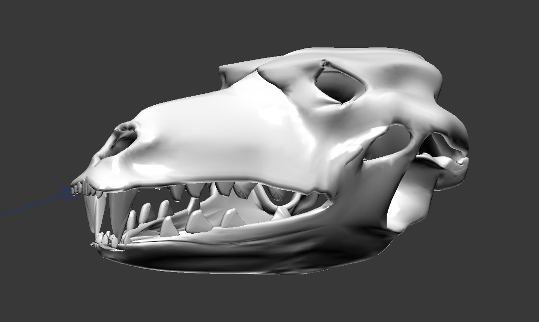 3d Wolf Head Skeleton