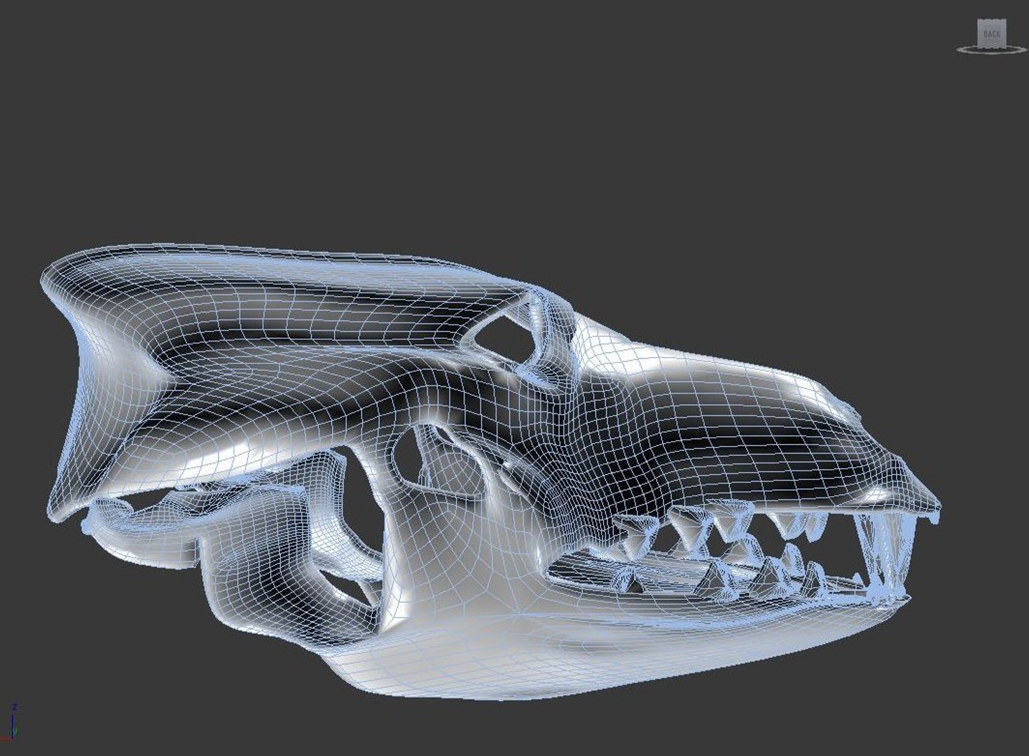 3d Wolf Head Skeleton