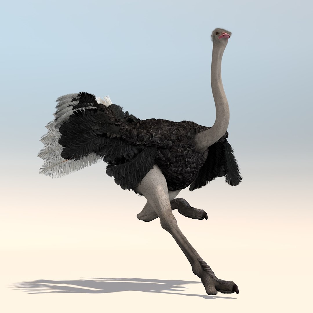 3D animation african ostrich model - TurboSquid 1215941