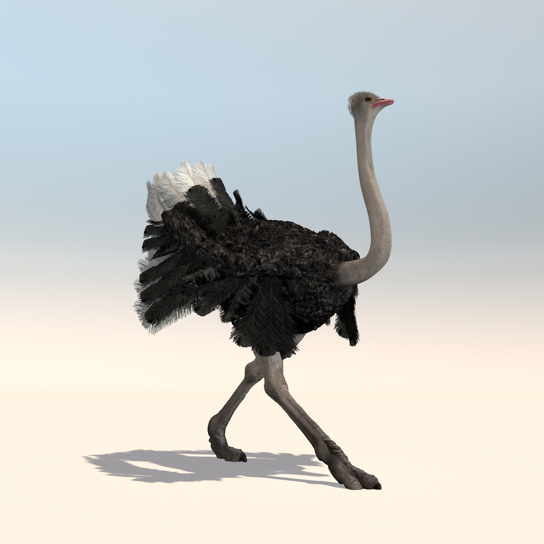 3D animation african ostrich model - TurboSquid 1215941