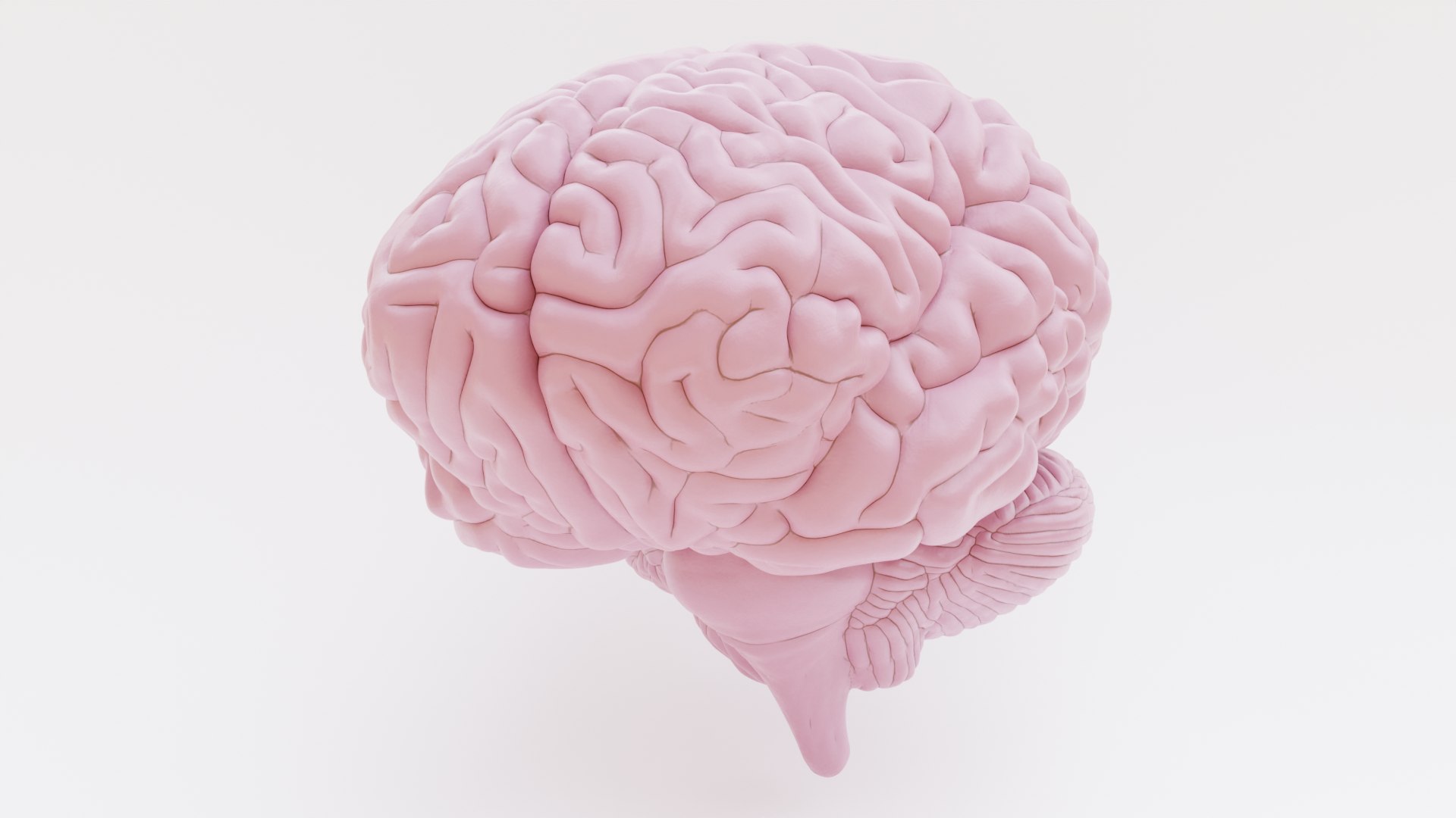 Plastic Brain Model - TurboSquid 2023025