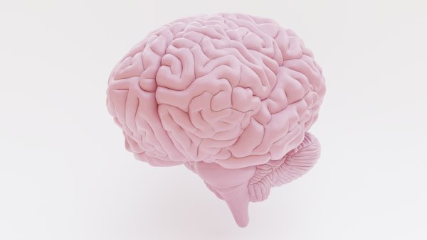 Plastic Brain model - TurboSquid 2023025
