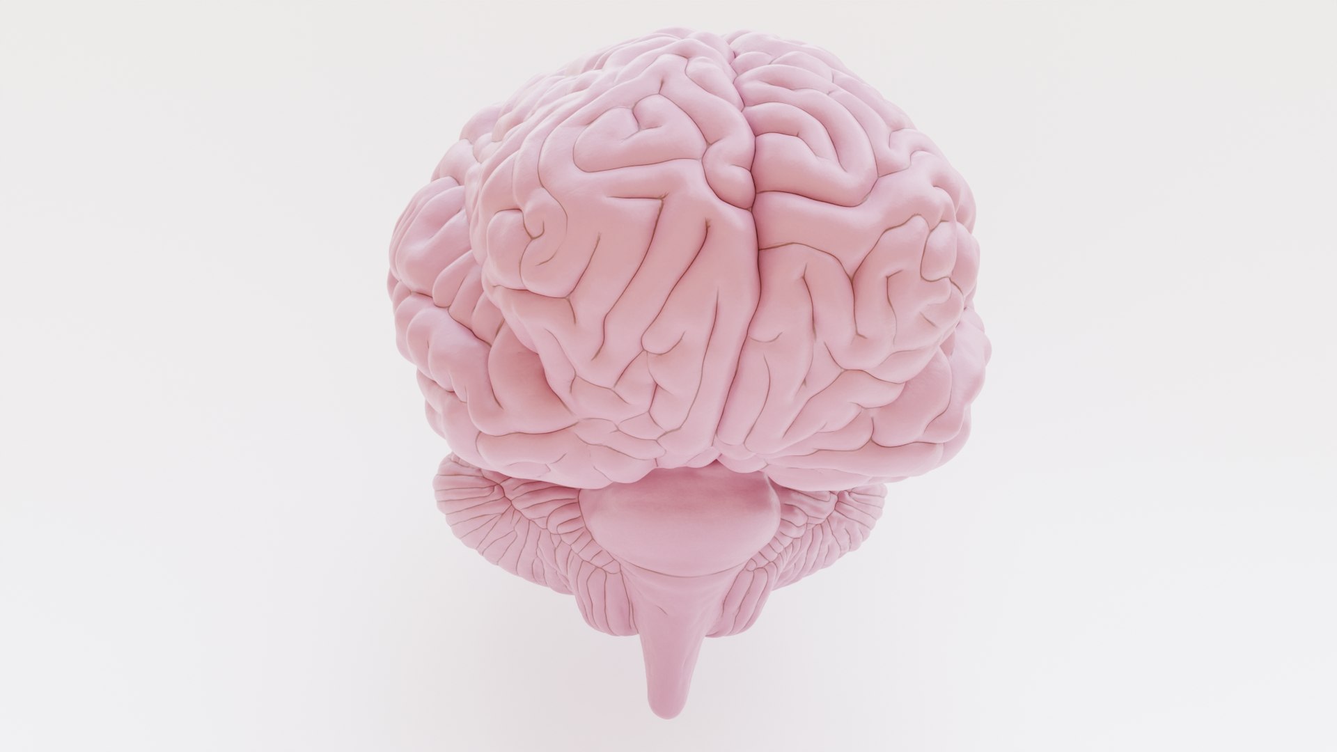 Plastic Brain Model - TurboSquid 2023025