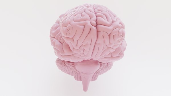 Plastic Brain model - TurboSquid 2023025