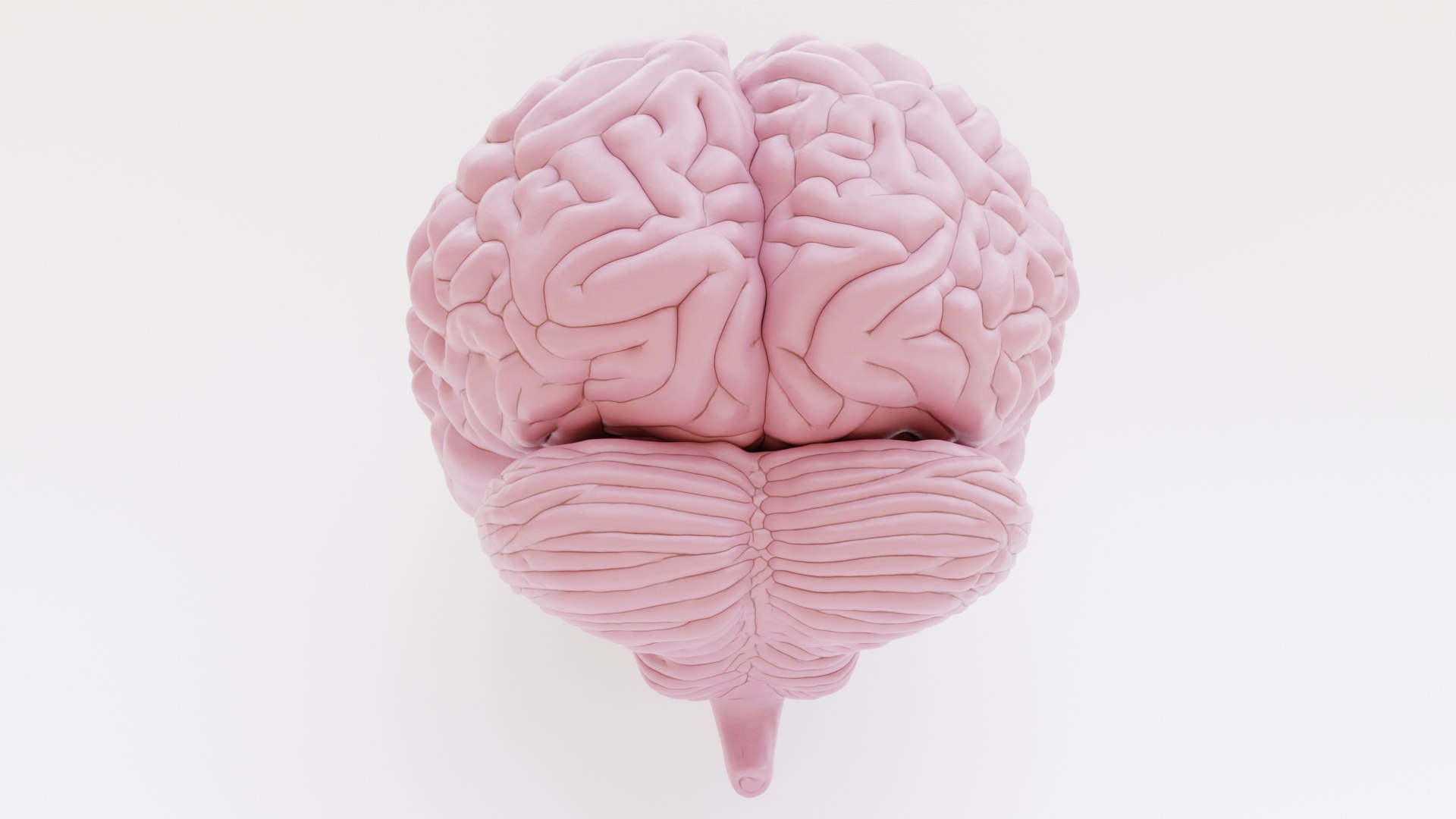 Plastic Brain Model - TurboSquid 2023025