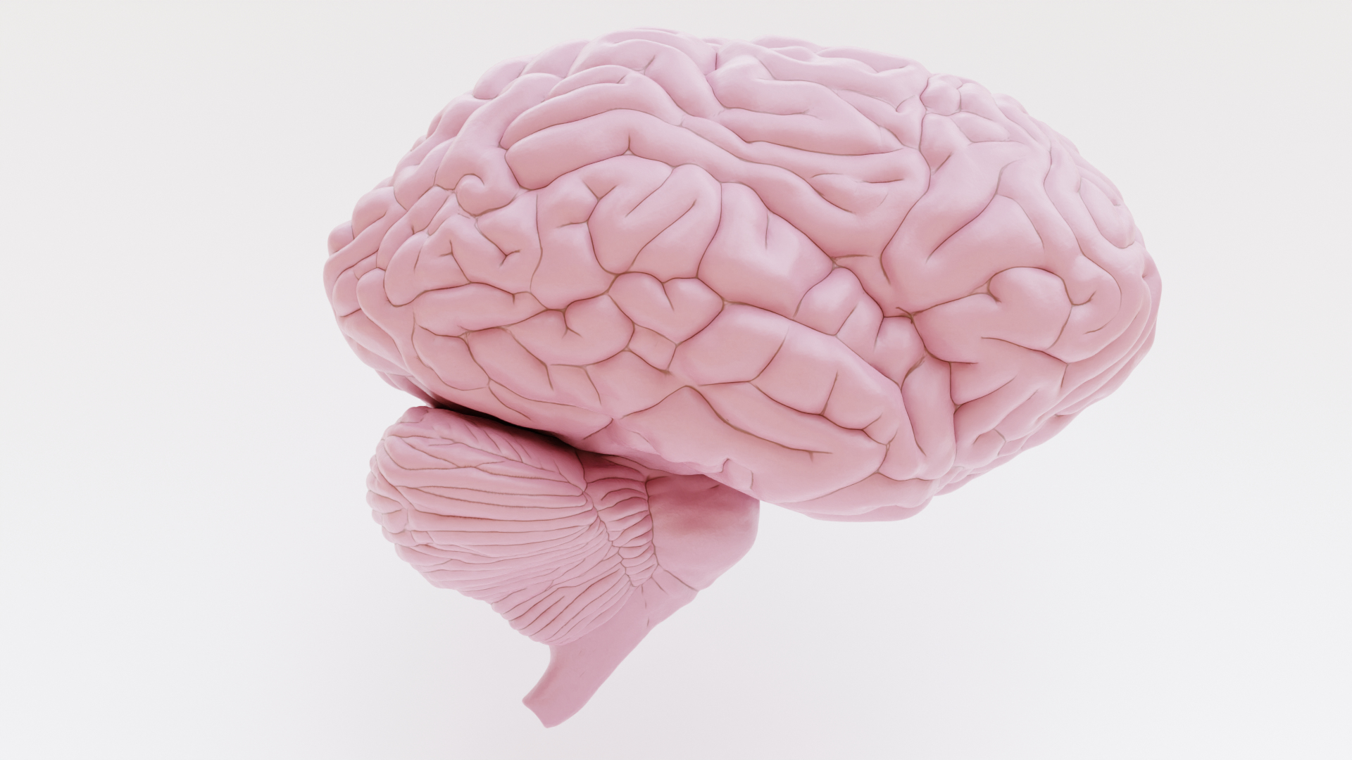 Plastic Brain Model - TurboSquid 2023025