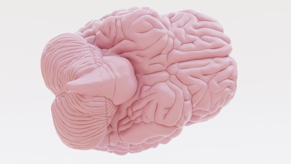 Plastic Brain model - TurboSquid 2023025
