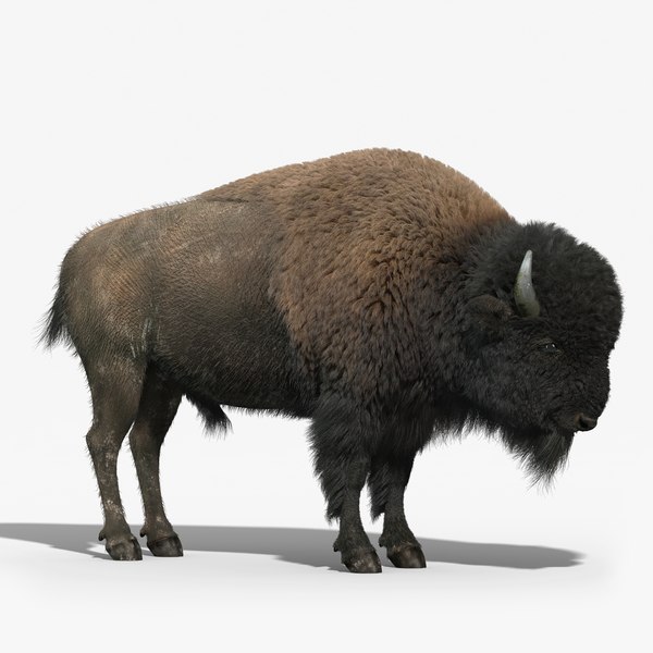 3D Bison Models | TurboSquid