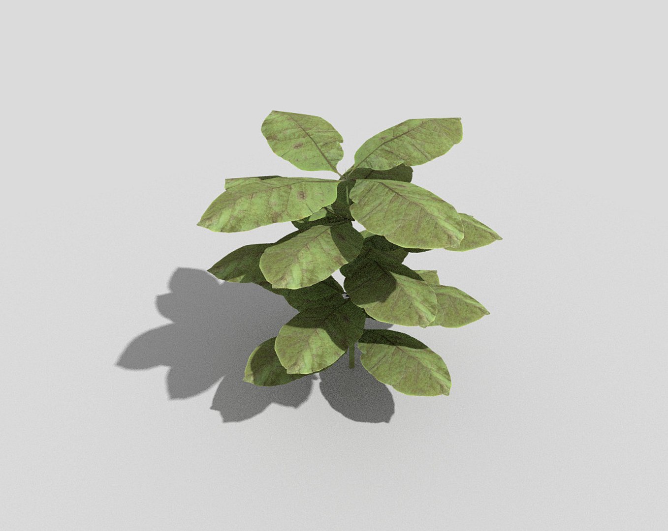 3d Plant Model